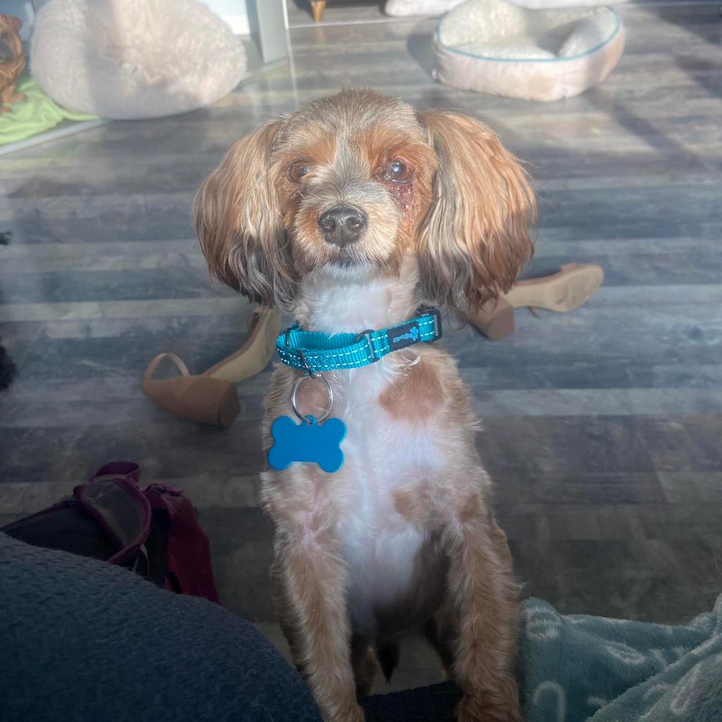 Pingu - 15/10 Foundation