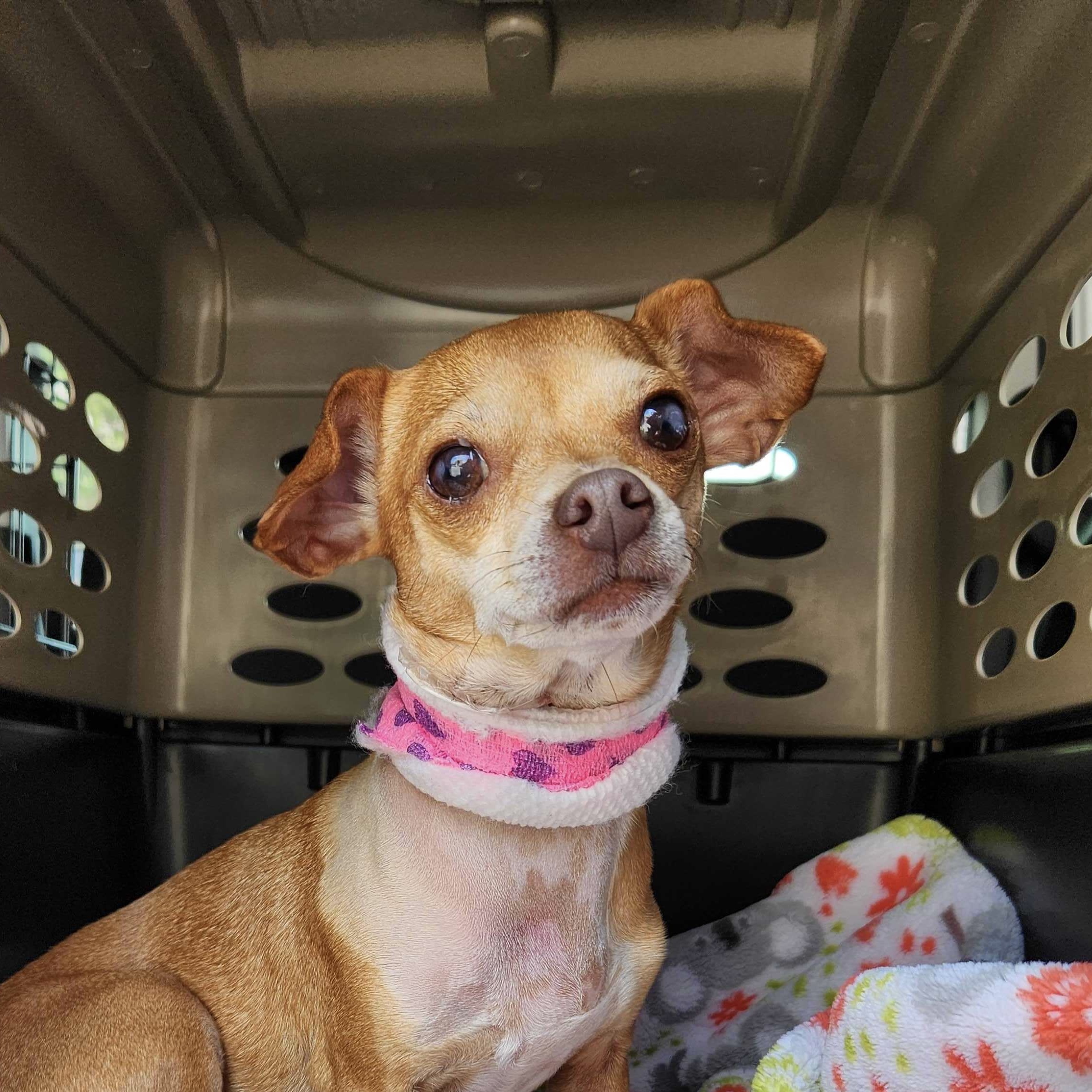 Angel - 15/10 Foundation