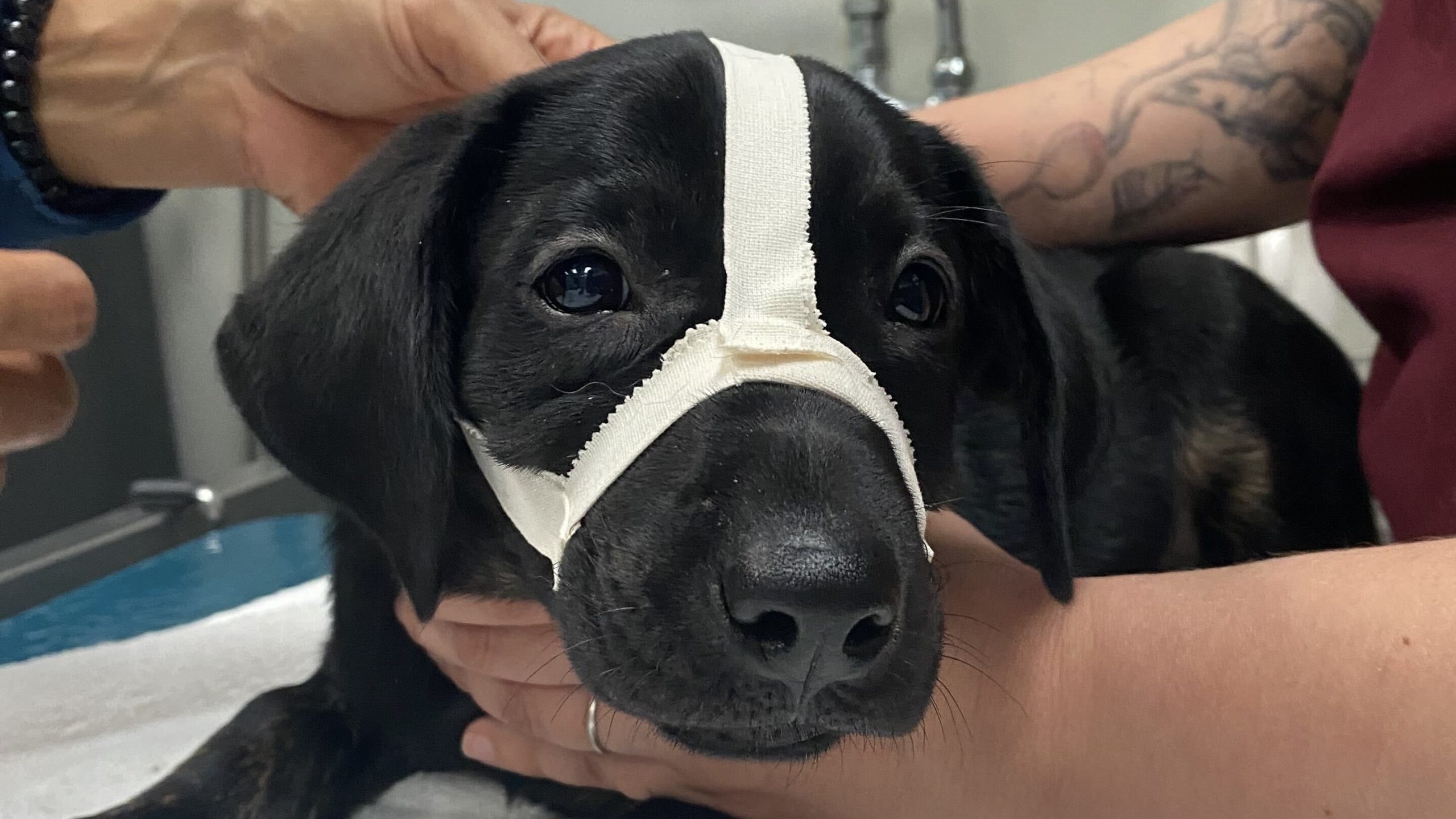 Greenie - 15/10 Foundation