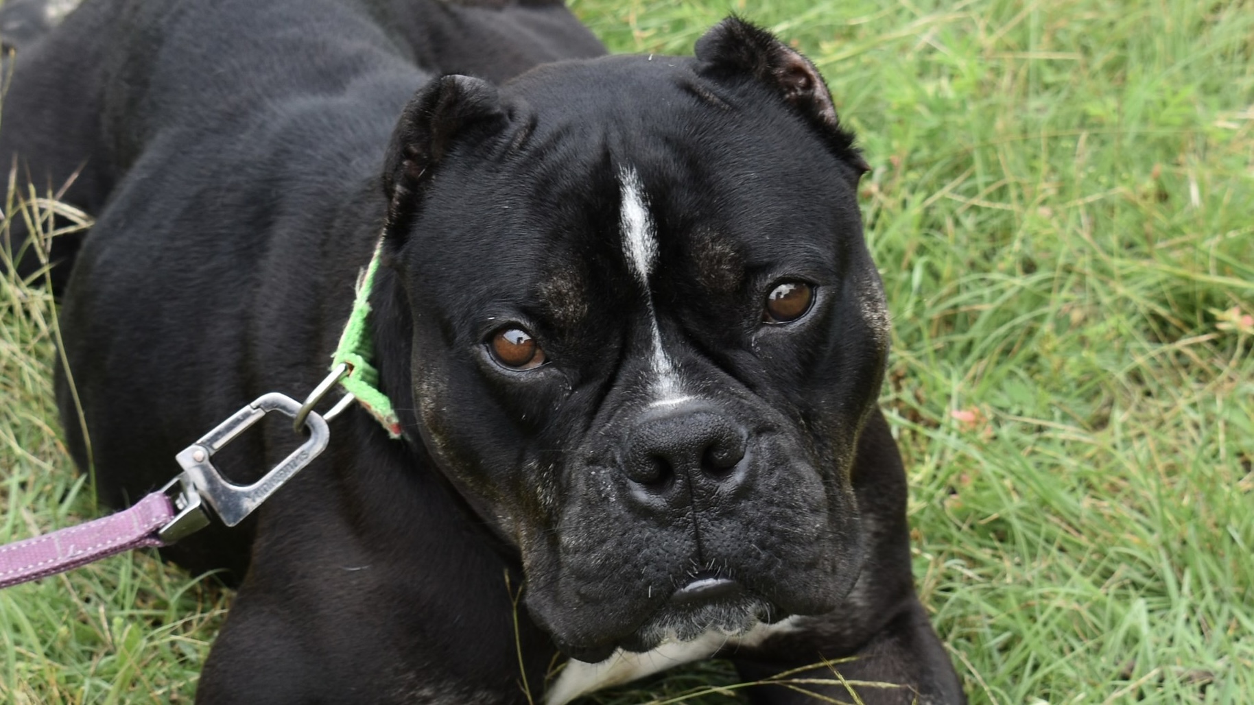 Pudding - 15/10 Foundation