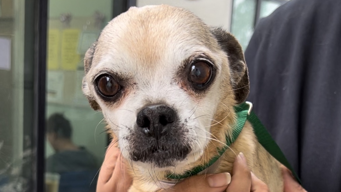 Rocco - 15/10 Foundation