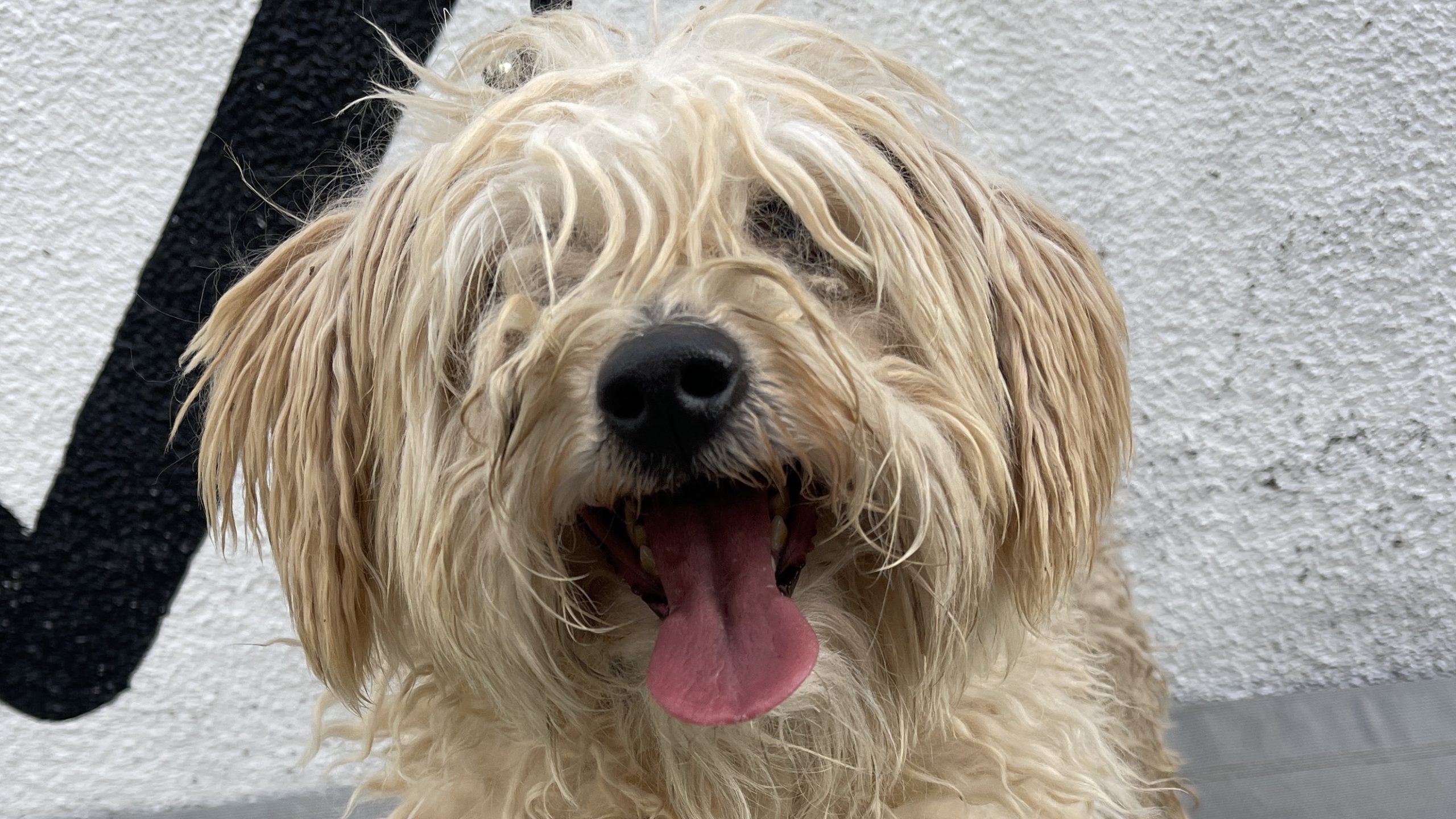 Pac Man - 15/10 Foundation