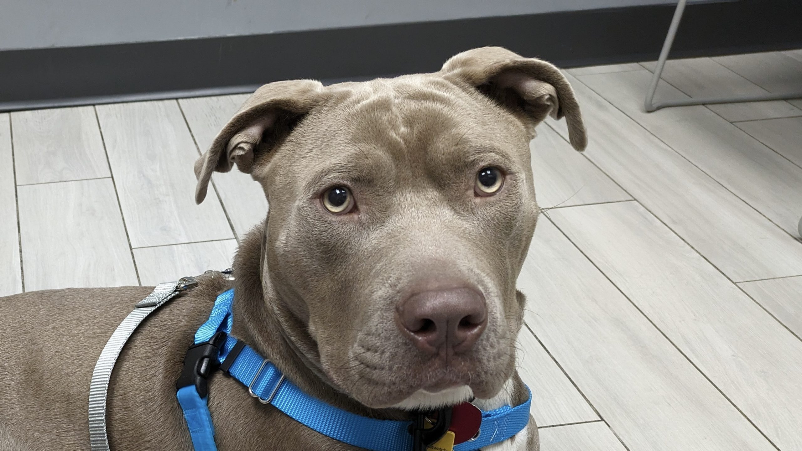 Mango - 15/10 Foundation