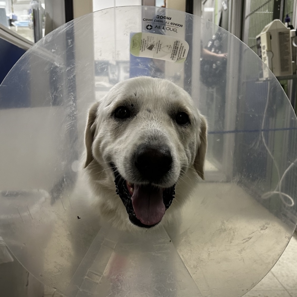 Noogie - 15/10 Foundation