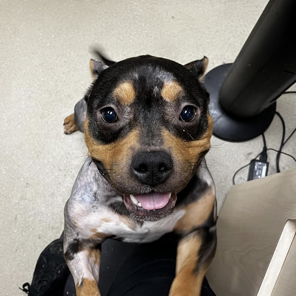 Muffin - 15/10 Foundation