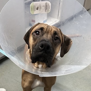 Mateo - 15/10 Foundation