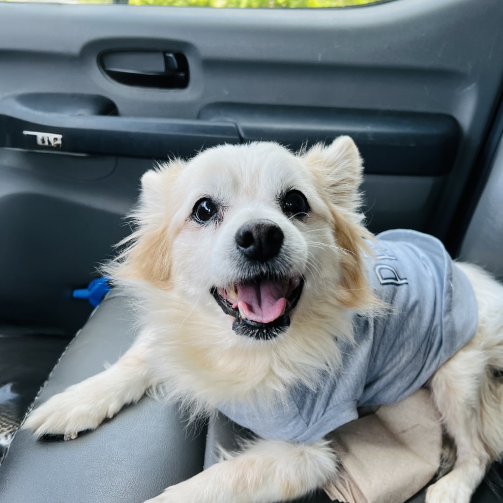 Cuddles - 15/10 Foundation