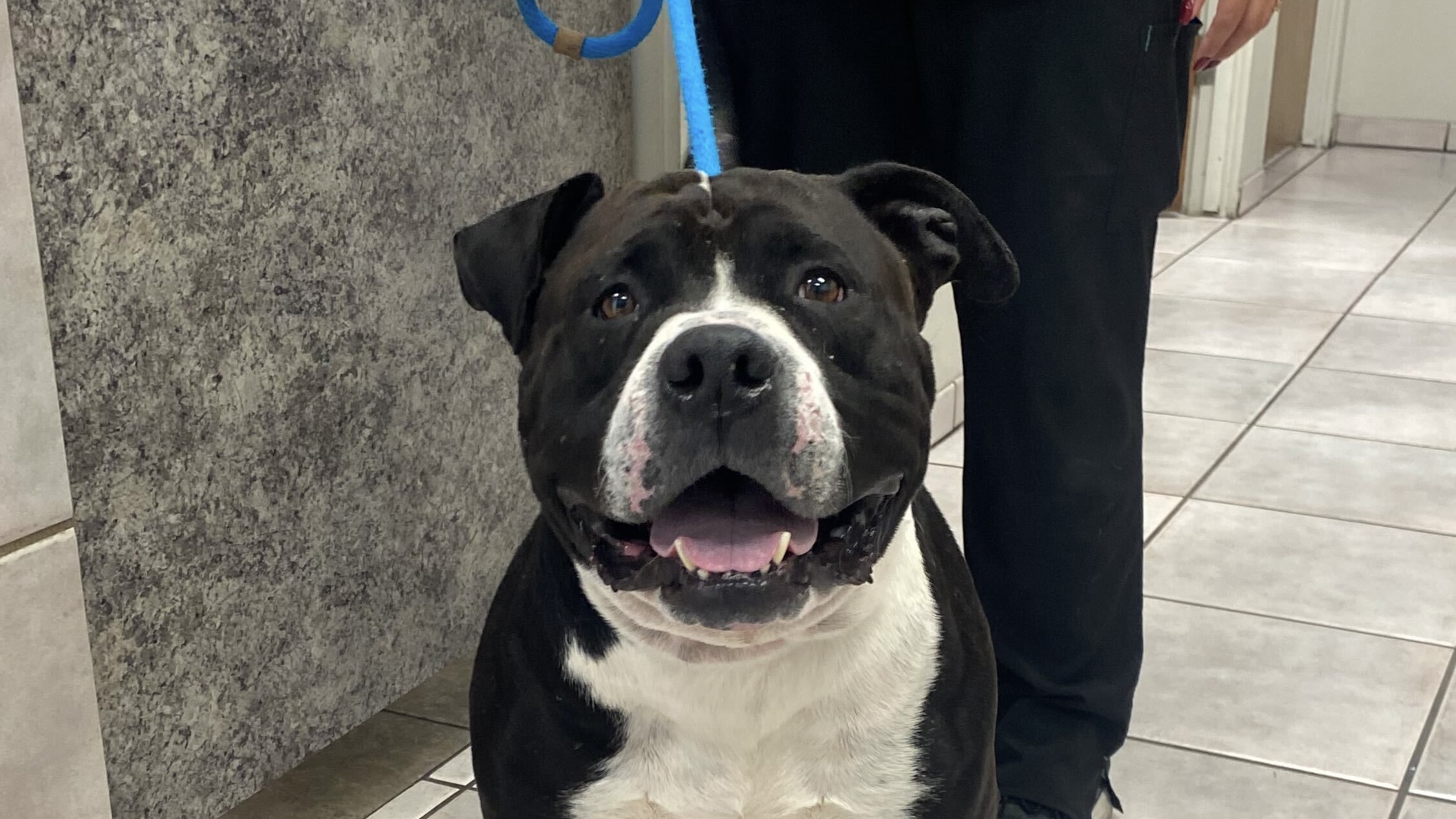 Wyatt - 15/10 Foundation