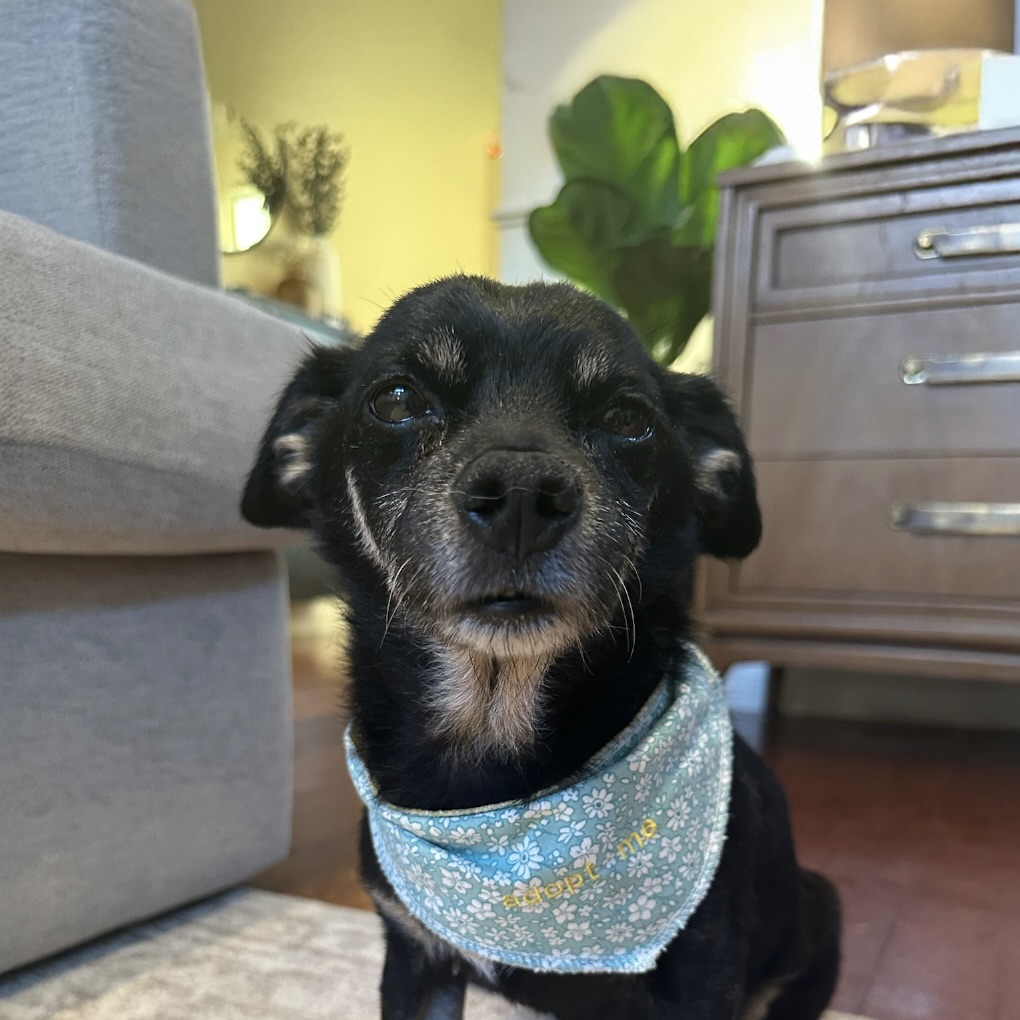 Marley - 15/10 Foundation