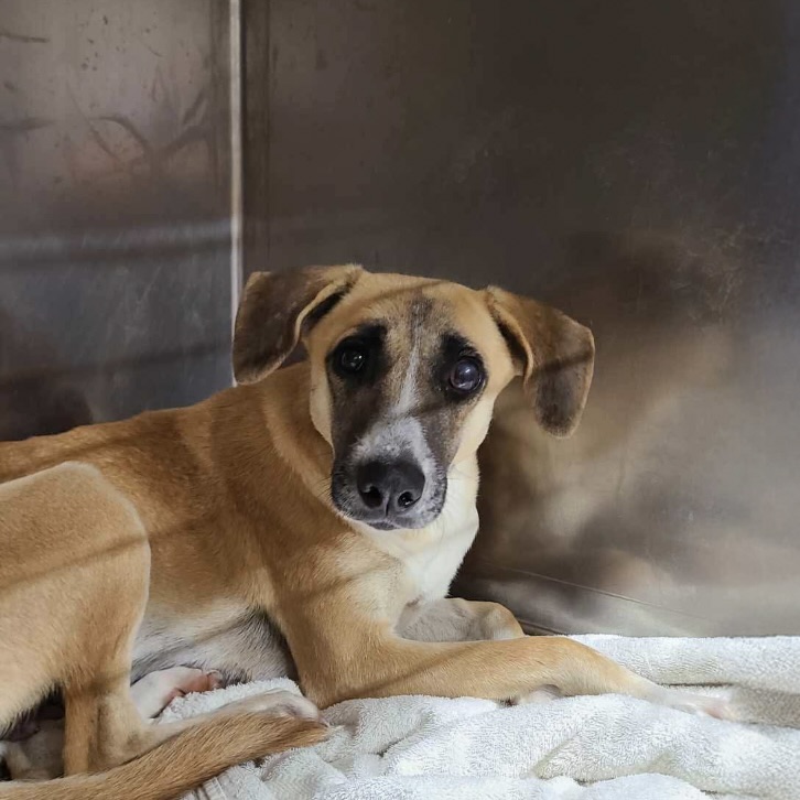 Heidi - 15/10 Foundation