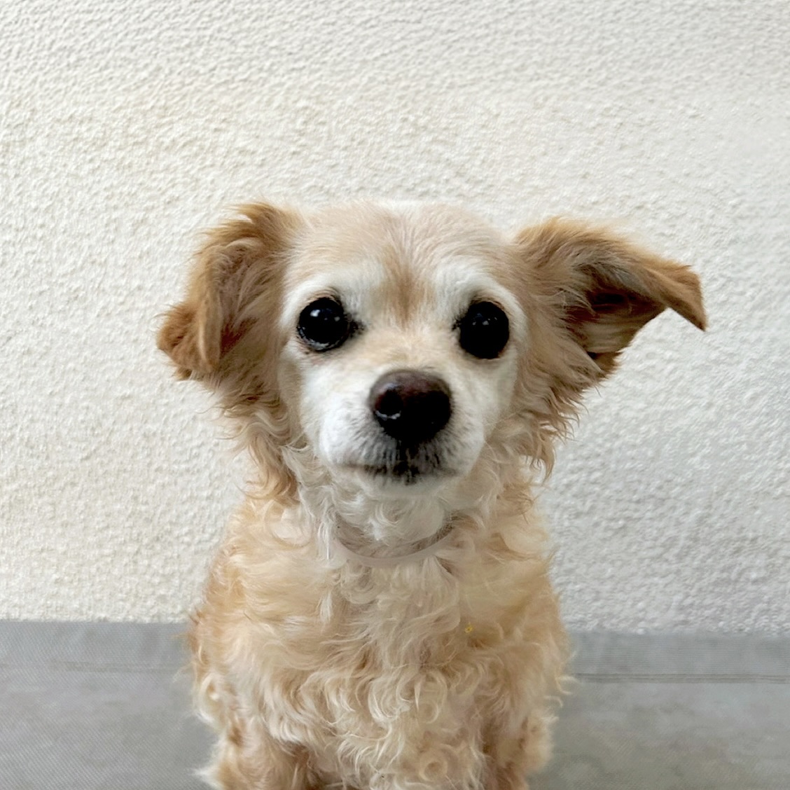 Lucille - 15/10 Foundation