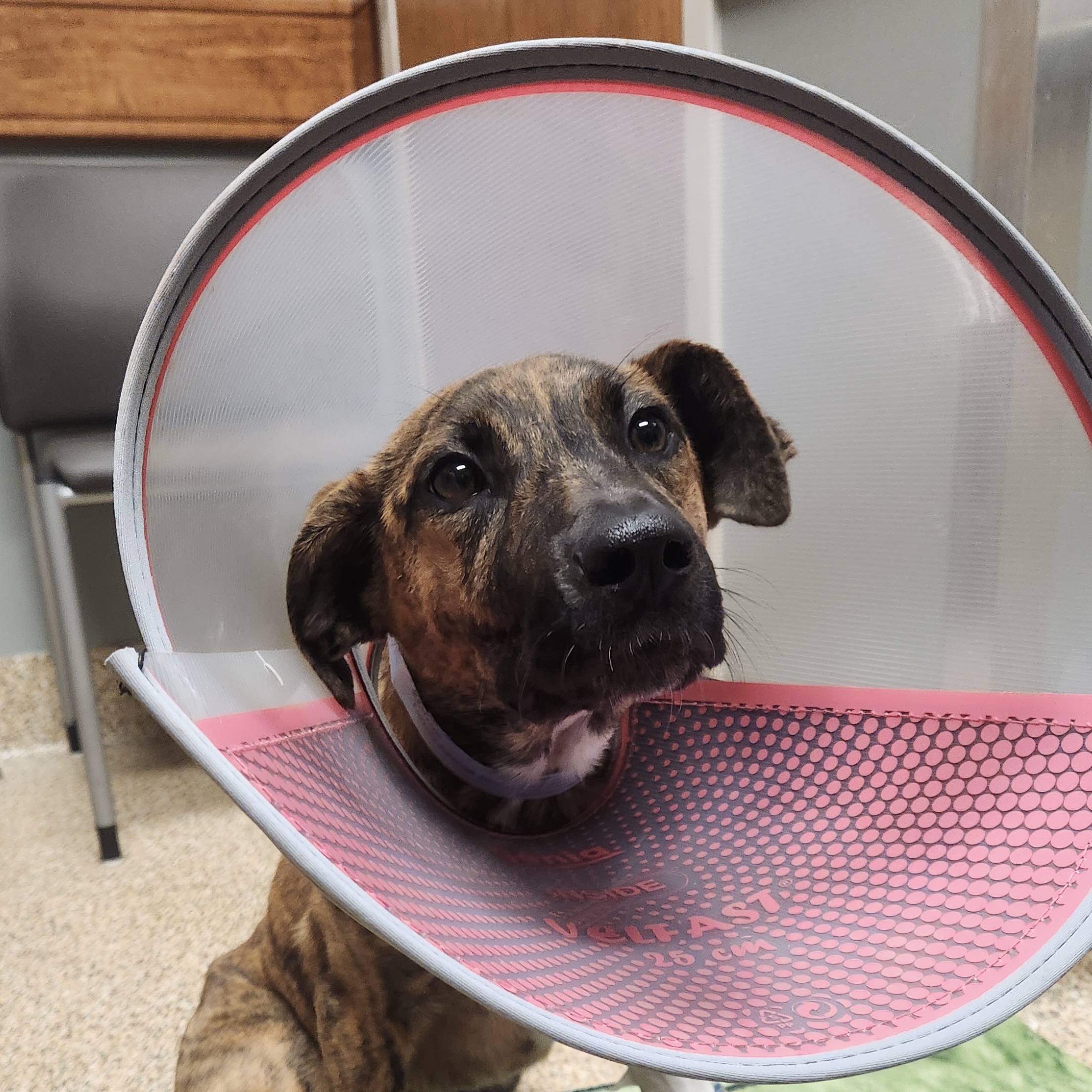 Saffron - 15/10 Foundation