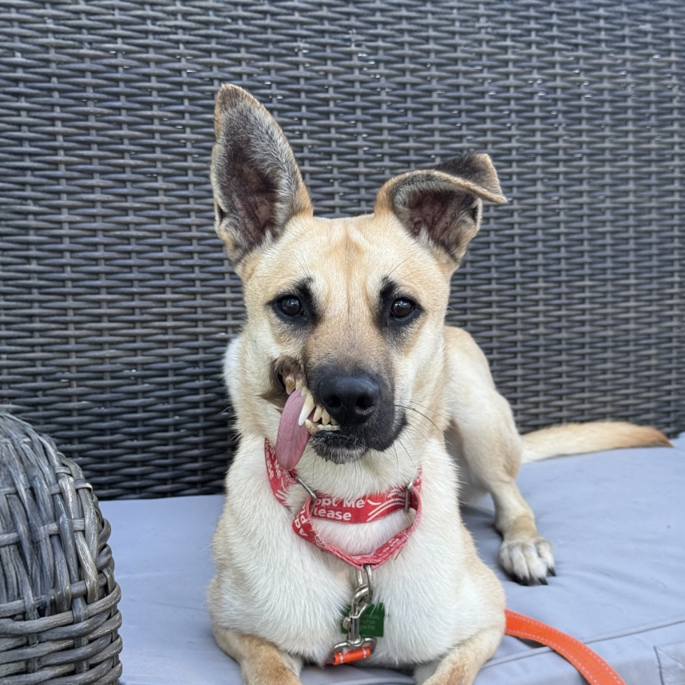 Harvey - 15/10 Foundation