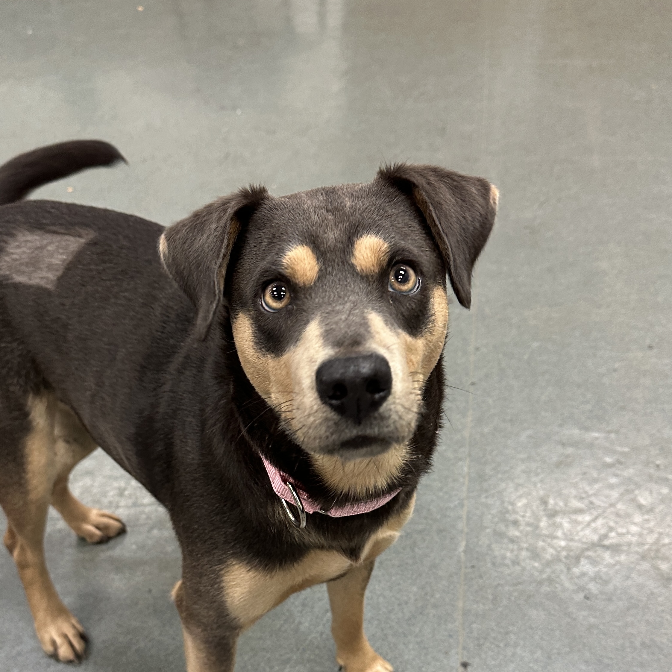 Hailey - 15/10 Foundation