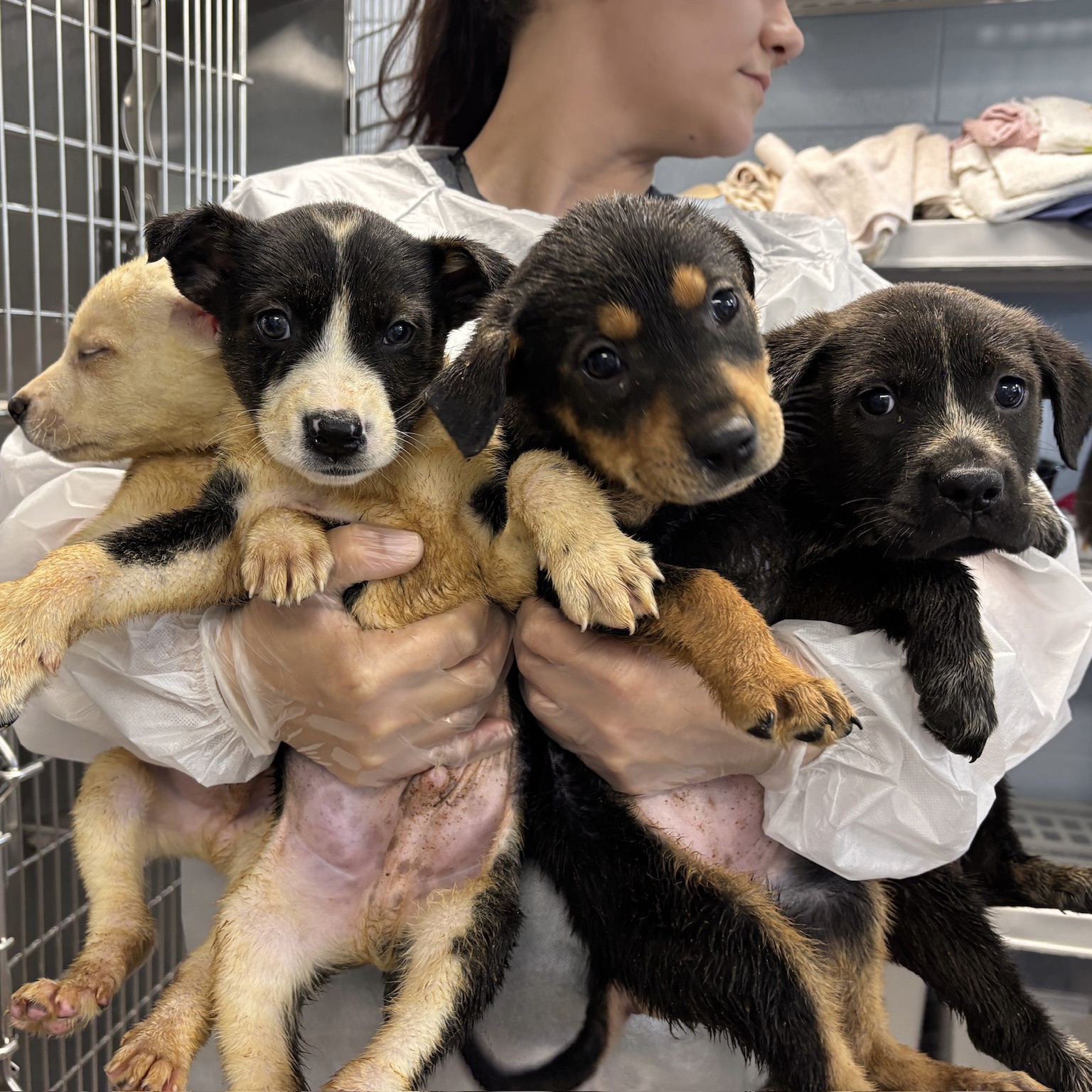 Patrick, Poppy, Penny & Perry - 15/10 Foundation
