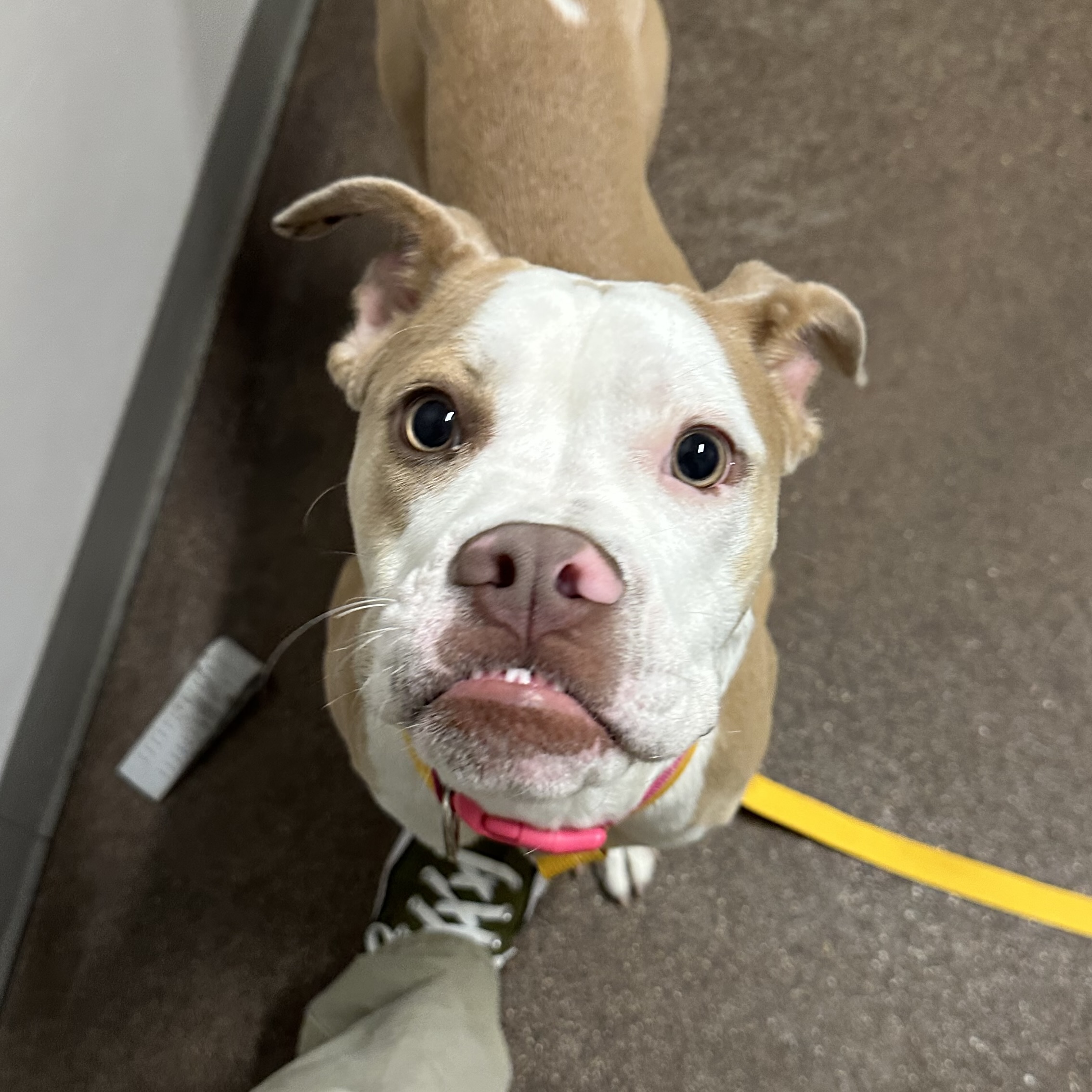 Haven - 15/10 Foundation