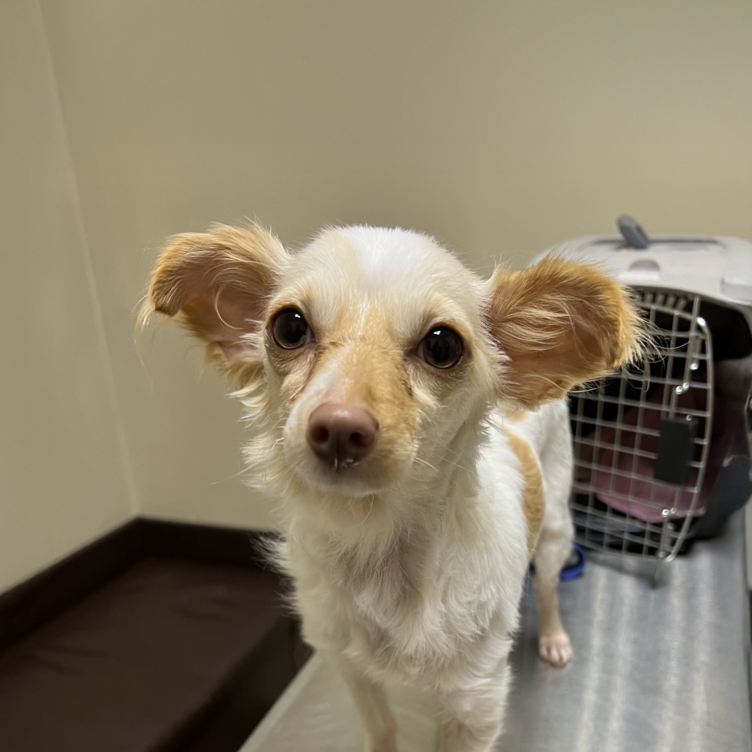 Lula - 15/10 Foundation