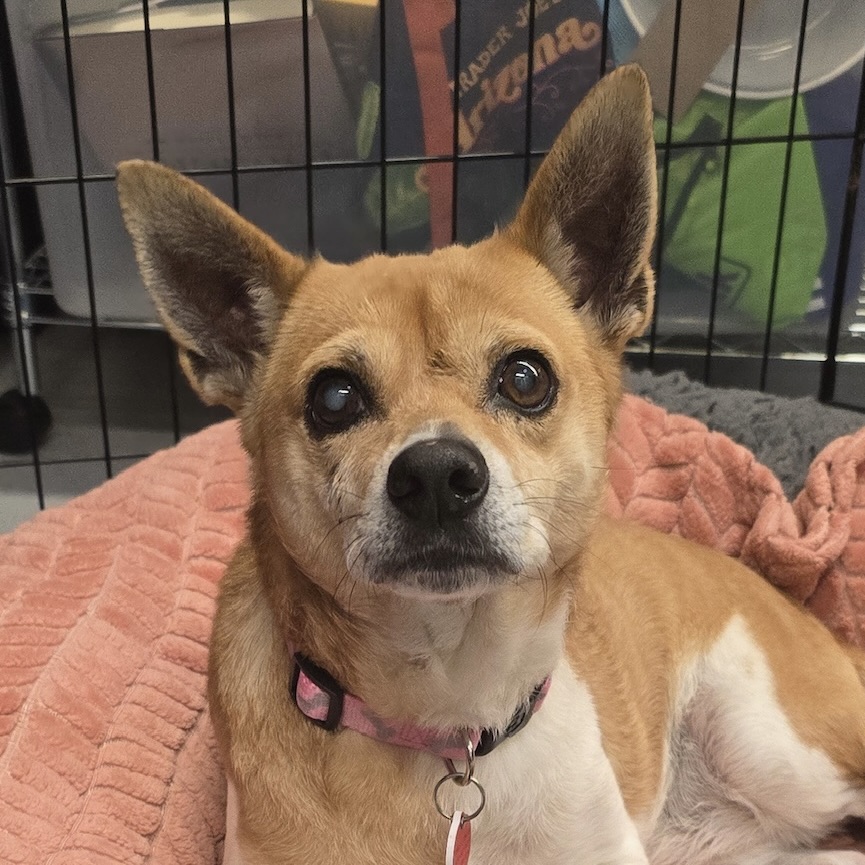 Cindy - 15/10 Foundation