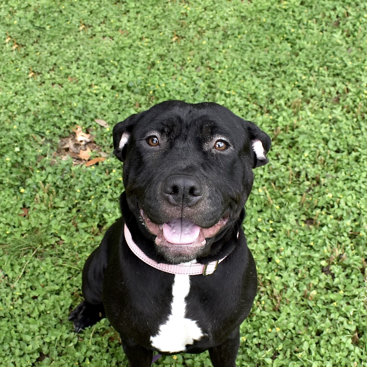 Happy - 15/10 Foundation