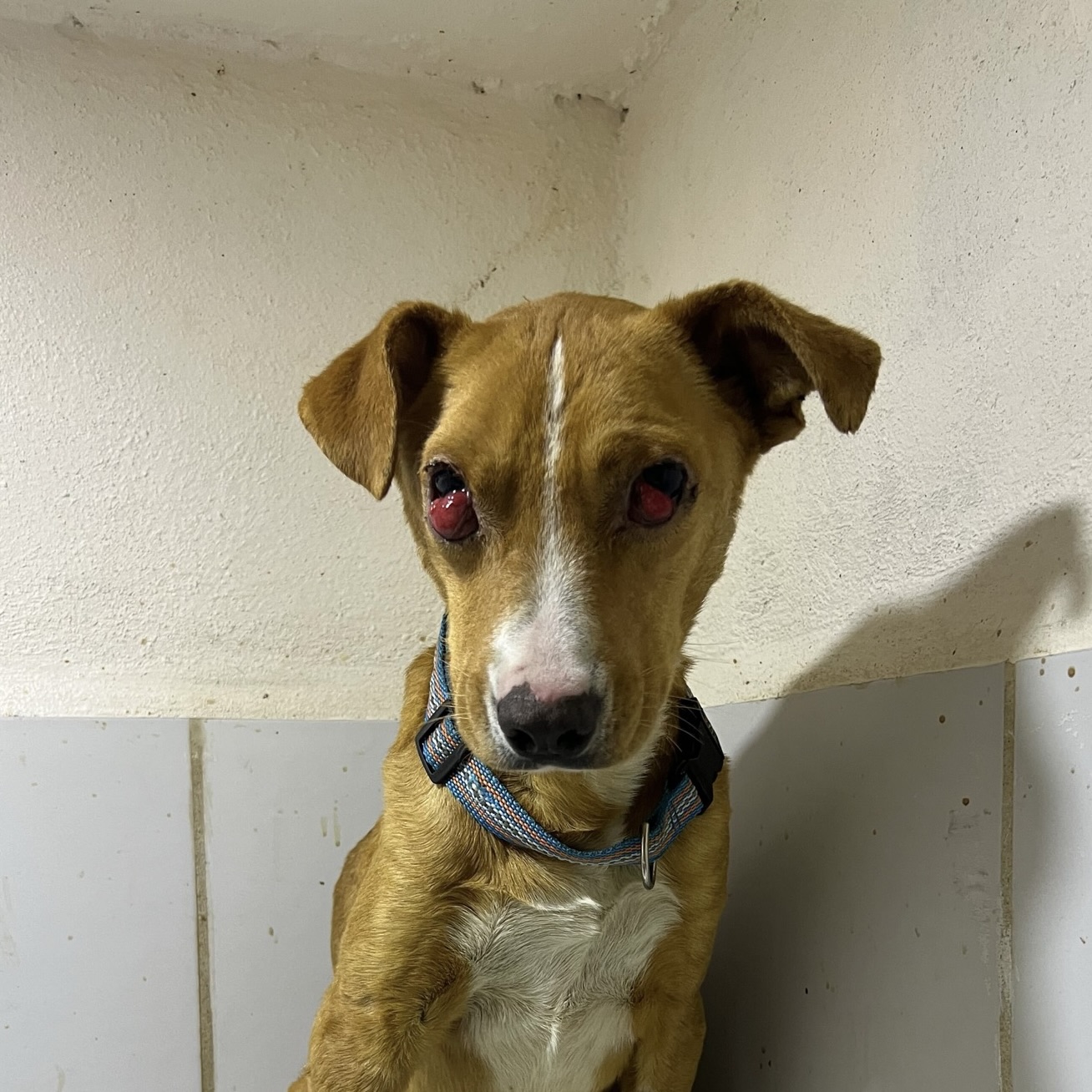 Quentin - 15/10 Foundation