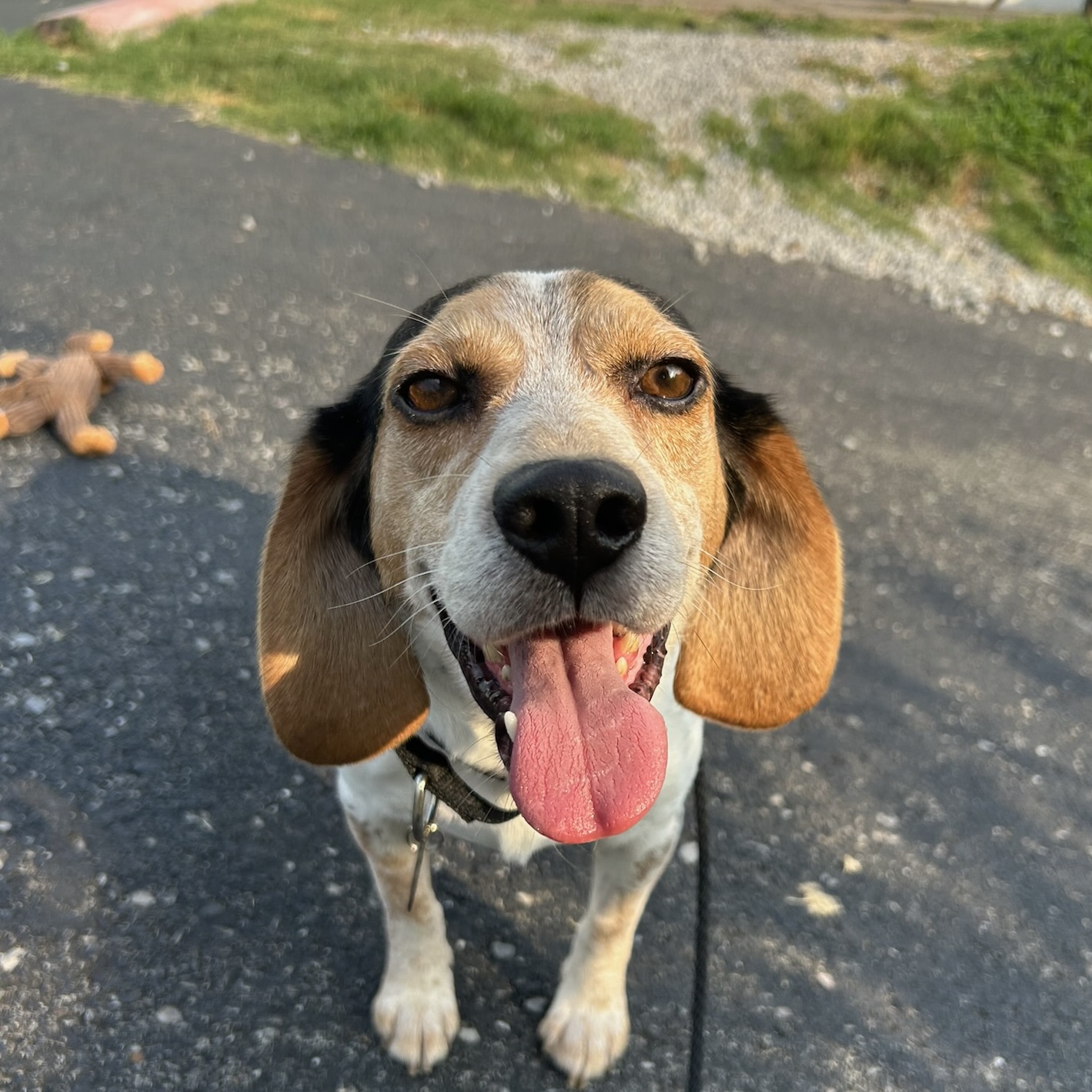 Shiloh - 15/10 Foundation